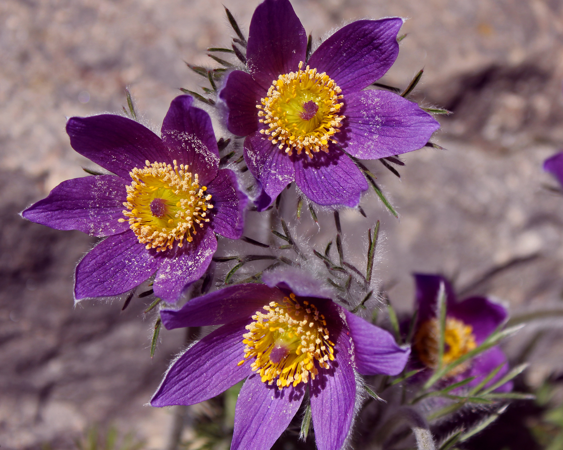 violet-yellow flowers – Terri's Notebook