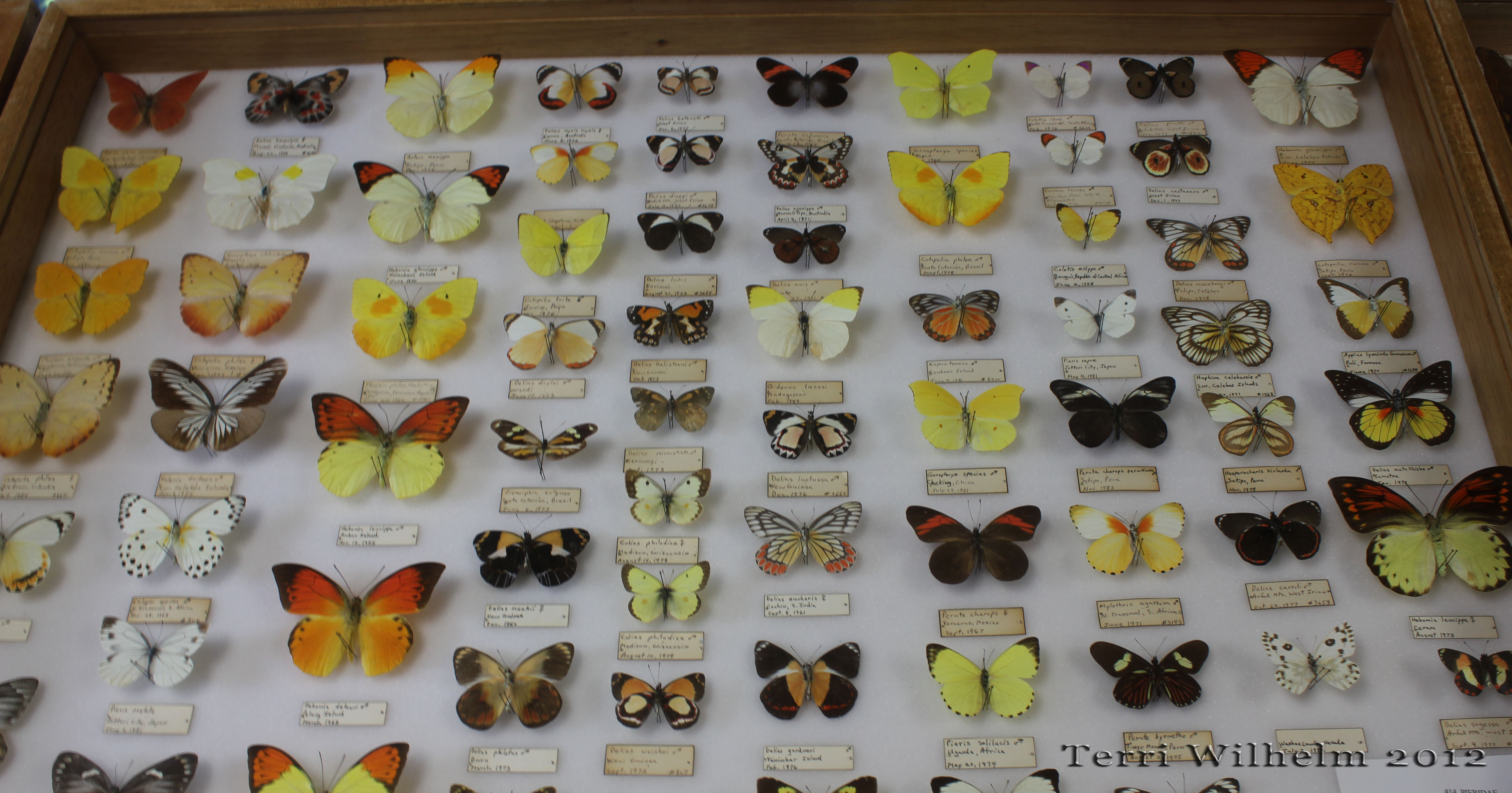 A Field Trip to the Butterfly Exhibit – Terri's Notebook
