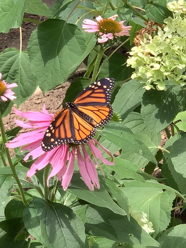 Chasing a Monarch – Terri's Notebook
